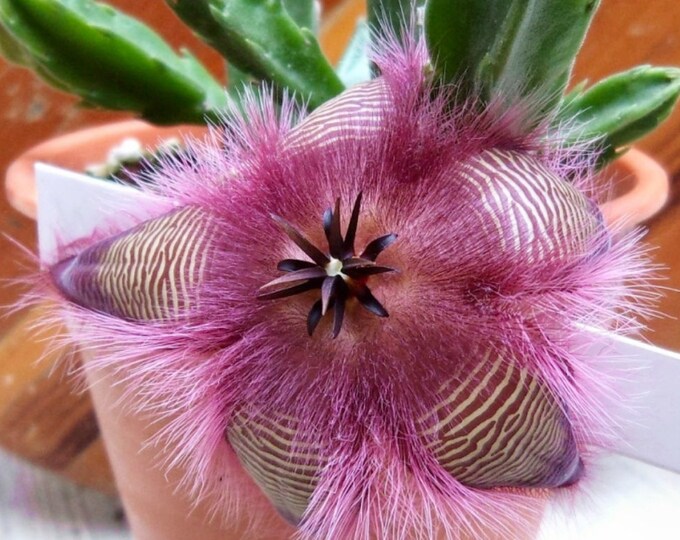 Stapelia Hirsuta Stapeliad Succulent Live Plant~huernia - Etsy