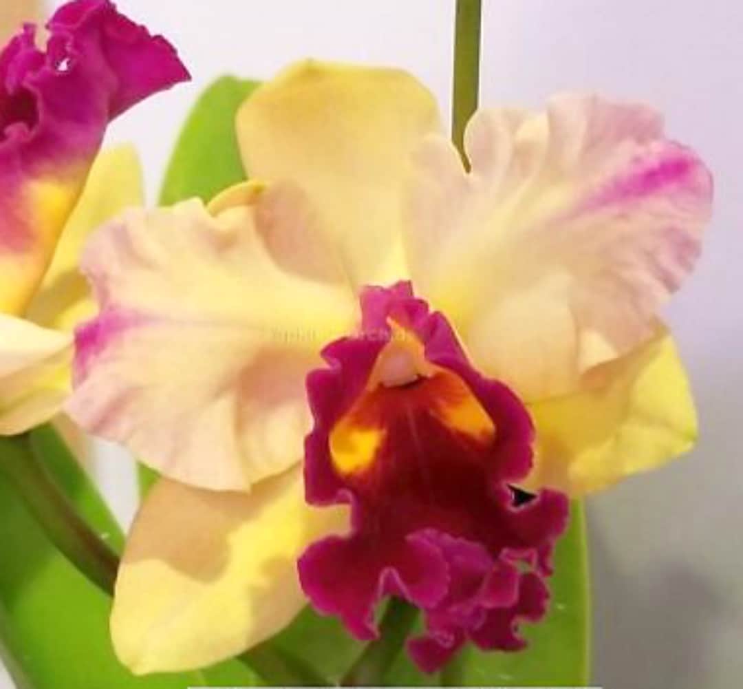 Cattleya Orchid Live Plant~blc Toshie's Magic Doris Large Plant ...