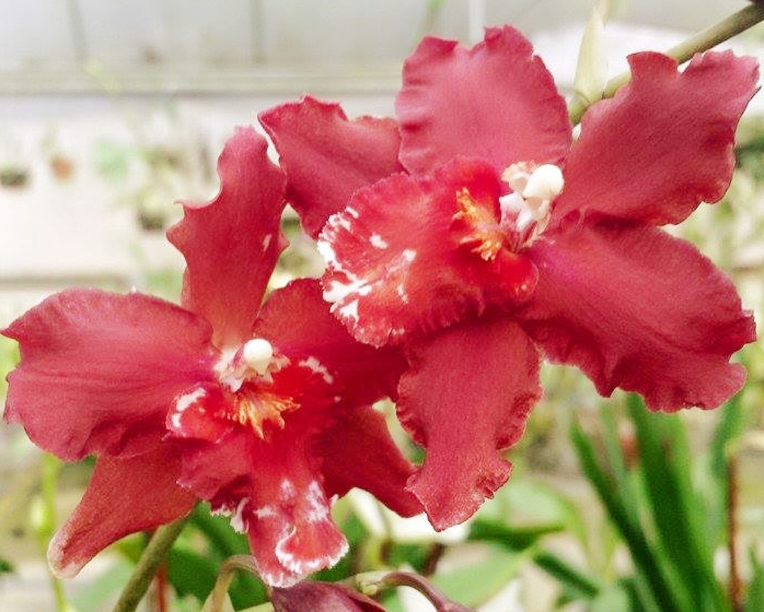 Oncidium Orchid "red Silk" Mature Size Live Plant 4 Inch Pot - Etsy