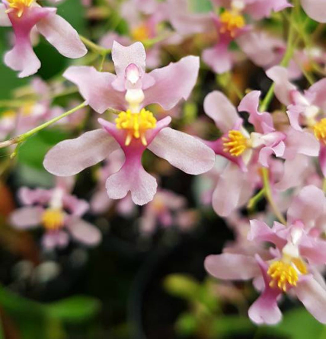 Oncidium Orchid "rosy Sunset"~miniature Orchid Live Plant~sweet ...