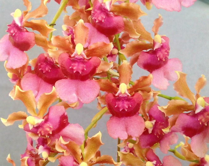 Blc George King 'serendipity', Orchid Plant, Shipped in Pot - Etsy