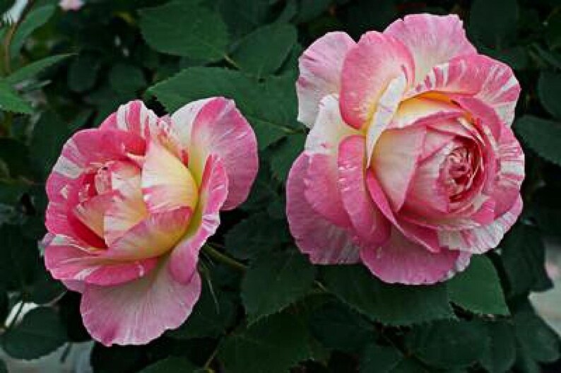 Marc Chagall Rose Live Plant – XL Size | Fragrant Striped Blooms 3–4 ...