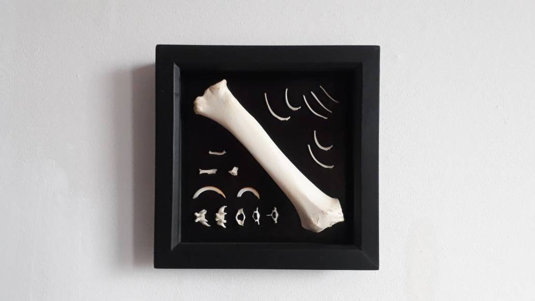 Frame of Bones. Choice of Background - Etsy