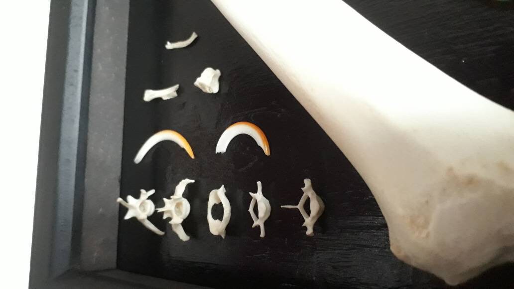 Frame of Bones. Choice of Background - Etsy