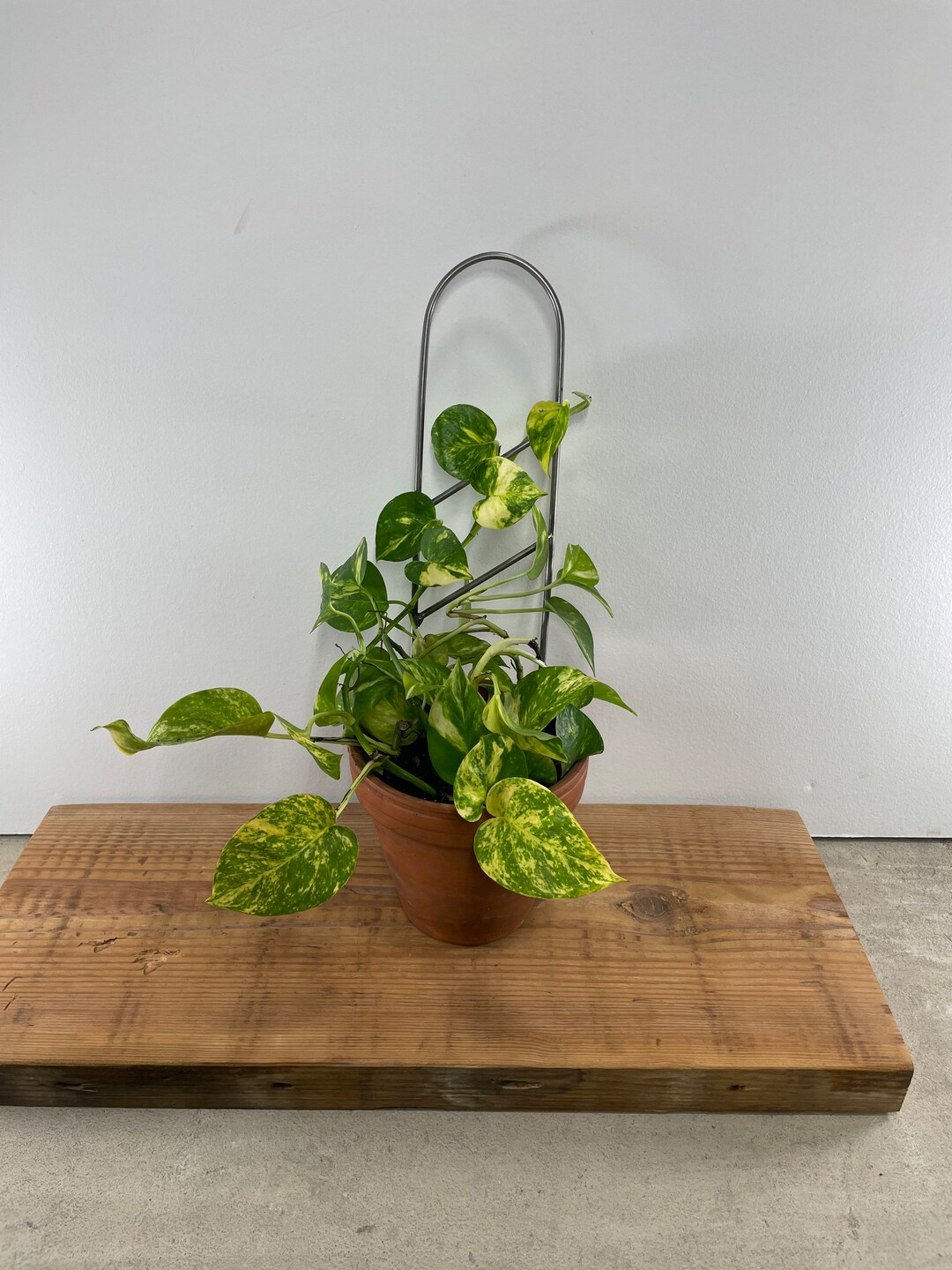 Round Top Vertical Plant Trellis Handcrafted Metal 2 Rung 15 X 3.5 ...