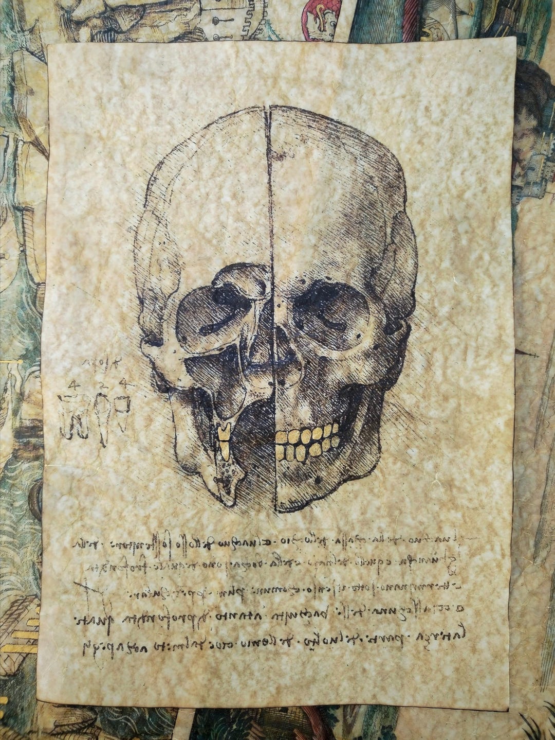 Medieval Art Replica • Human Skull Anatomy, Leonardo Da Vinci ...