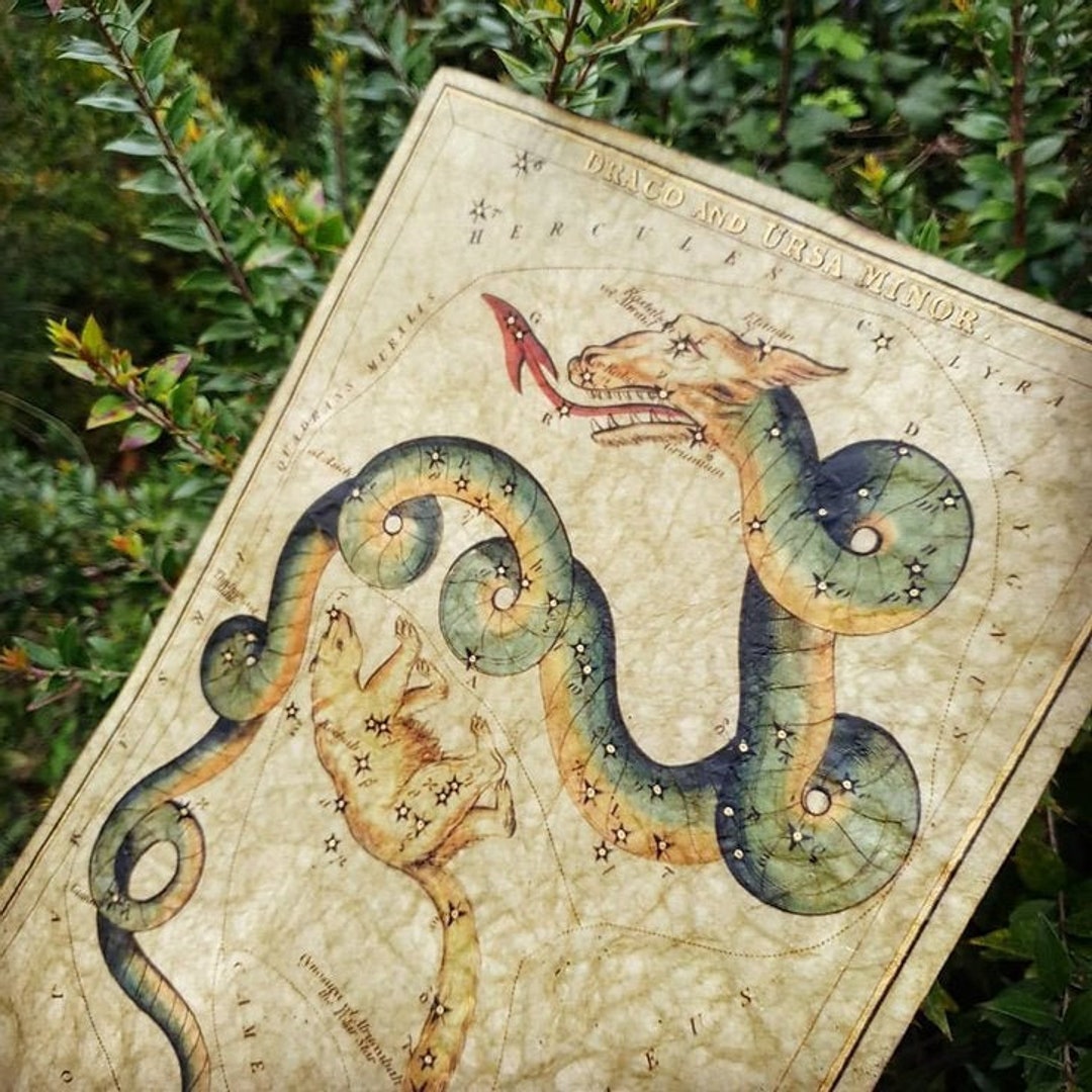 Draco and Ursa Minor (1825.) Art Print • Gold Paint, Beeswax Finish - Etsy