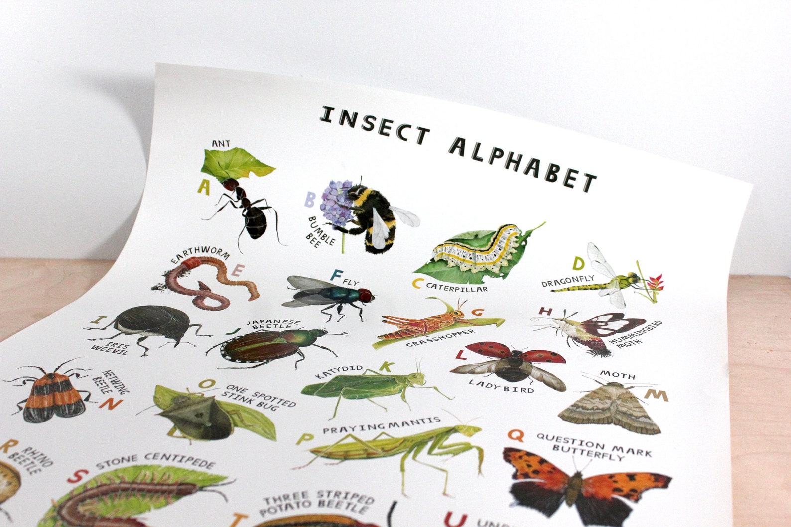 Insect Alphabet A2 Poster Insect Art Print | Etsy