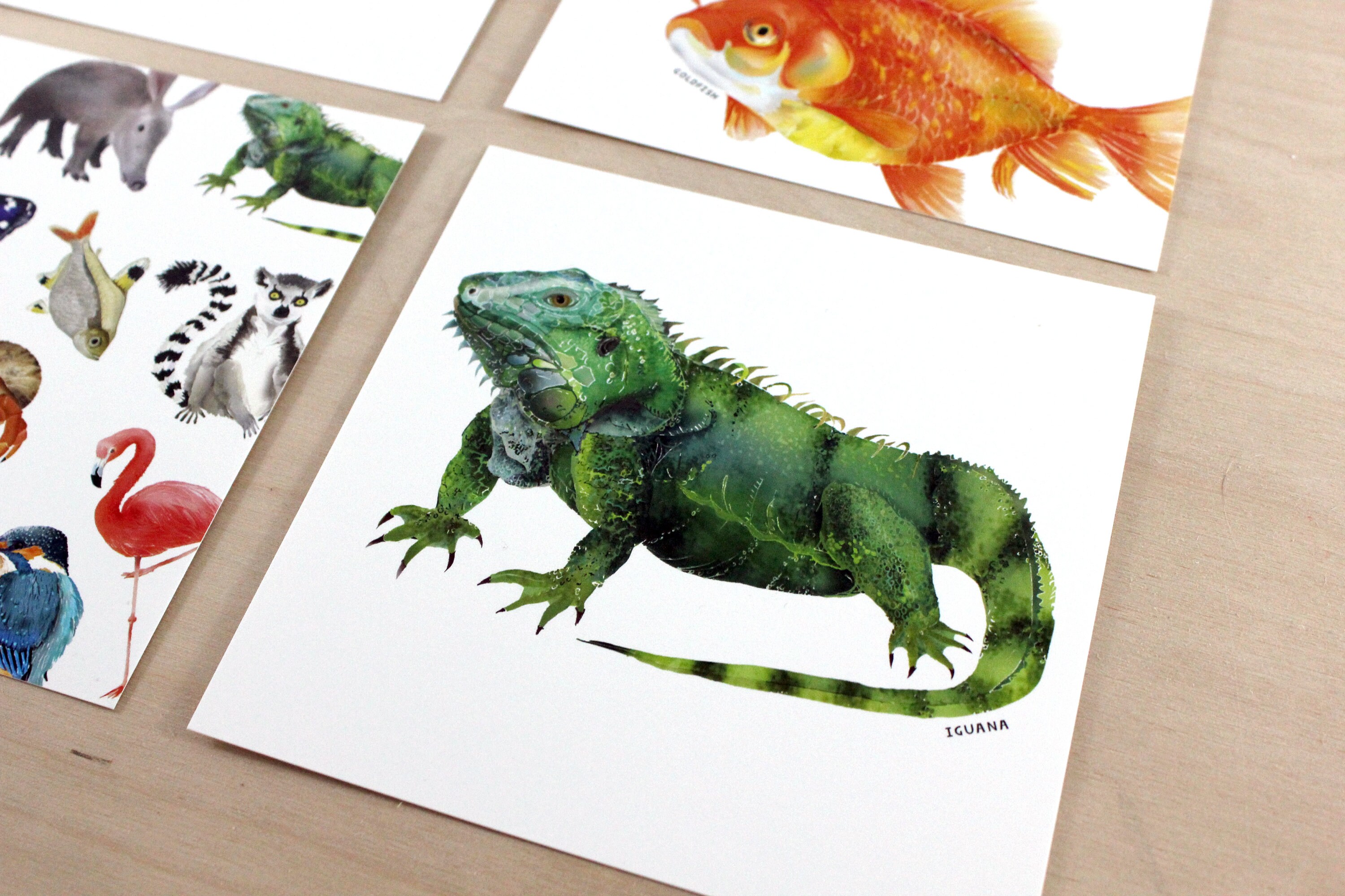 Animal Postcards, Illustrated, 4 Pack, Bird Fish Iguana Allsorts - Etsy
