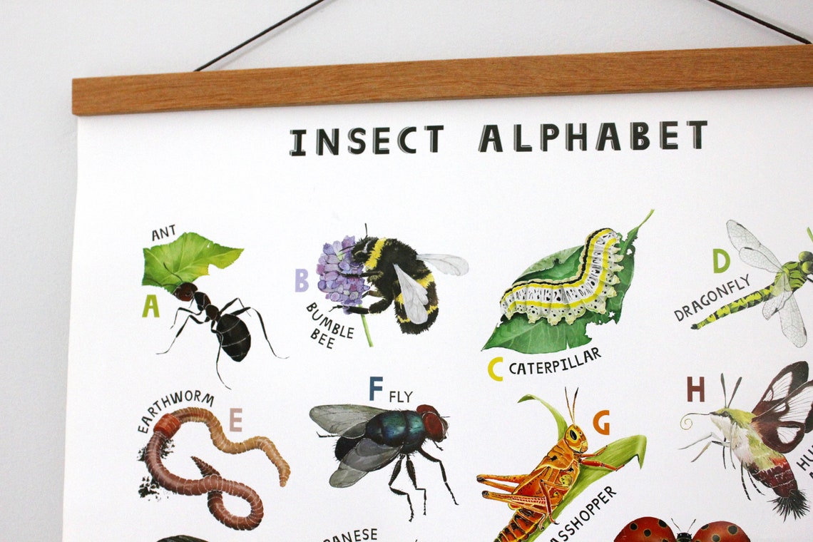 Insect Alphabet A2 Poster | Etsy