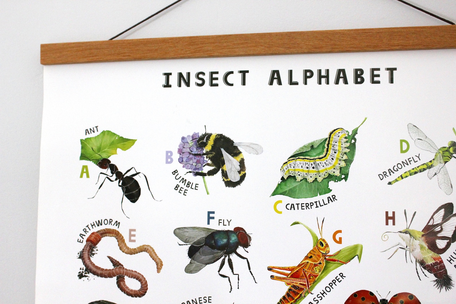 Insect Alphabet - A2 Poster - Etsy UK