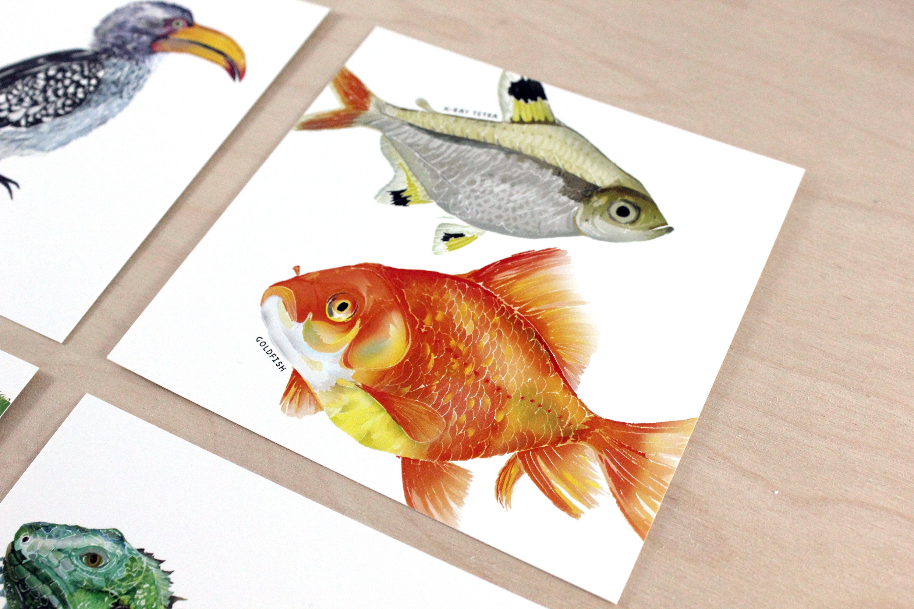 Animal Postcards, Illustrated, 4 Pack, Bird Fish Iguana Allsorts - Etsy