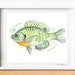 Bluegill Print - Fish Lake River Beach Mountain Lodge Cabin Decor ...