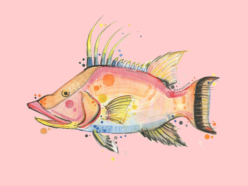 Hogfish Coastal Beach Decor Painting Print (coastal Pink) - Etsy
