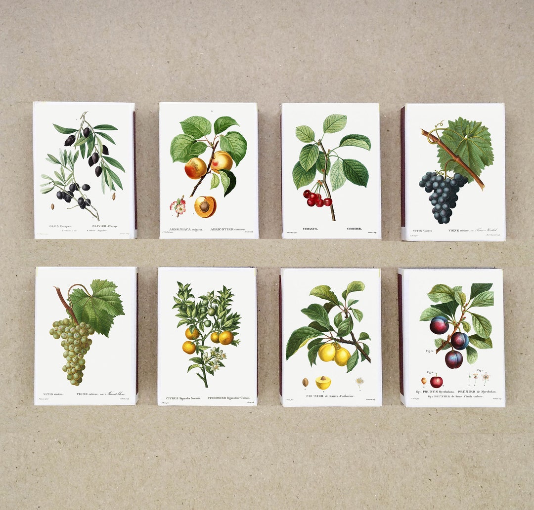 Set of 8 MATCHBOX Various FRUIT TREE Flower Shrubs Illustrations ...