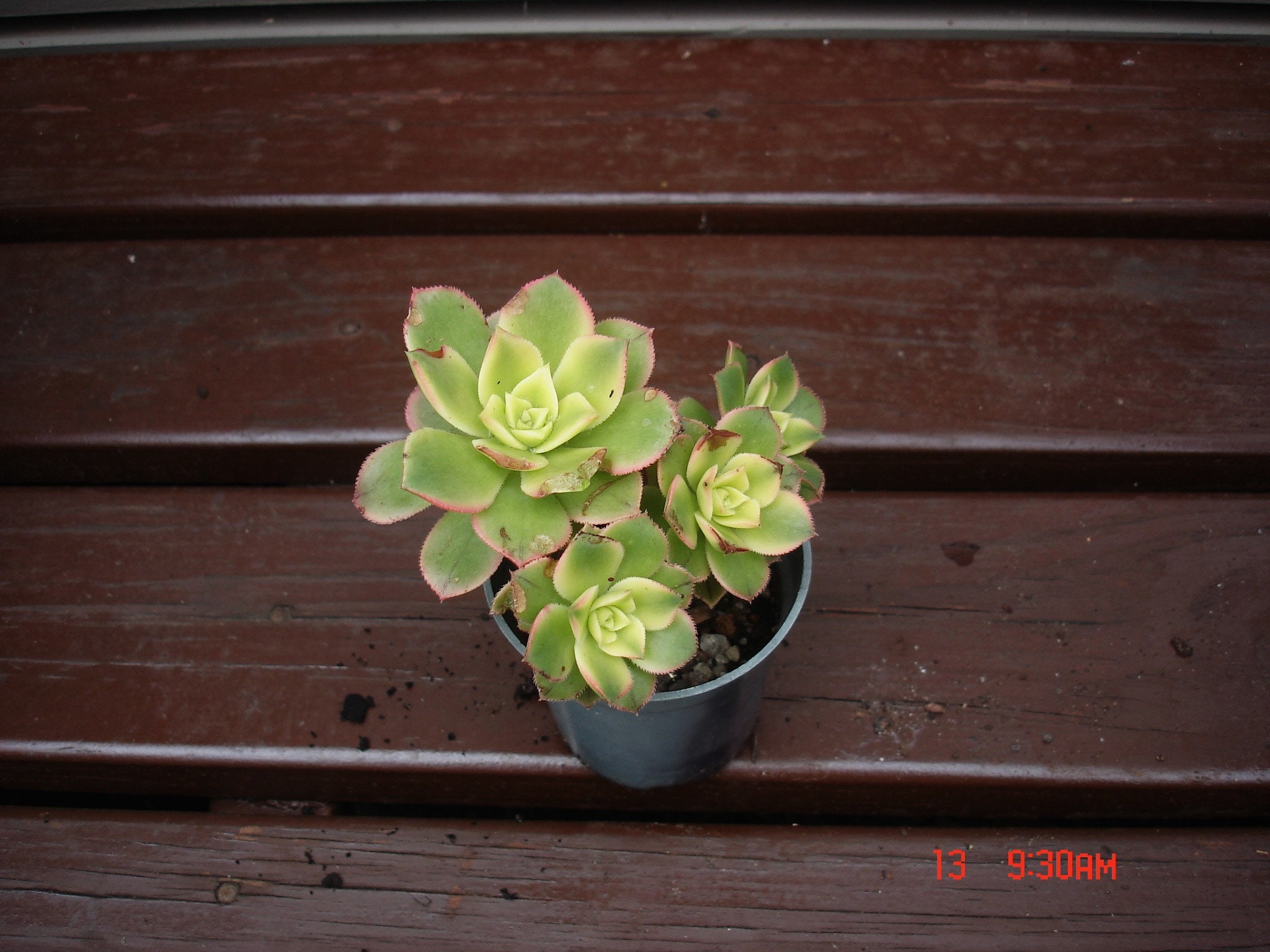 Aeonium Haworthii CV ''tricolor - Etsy Australia