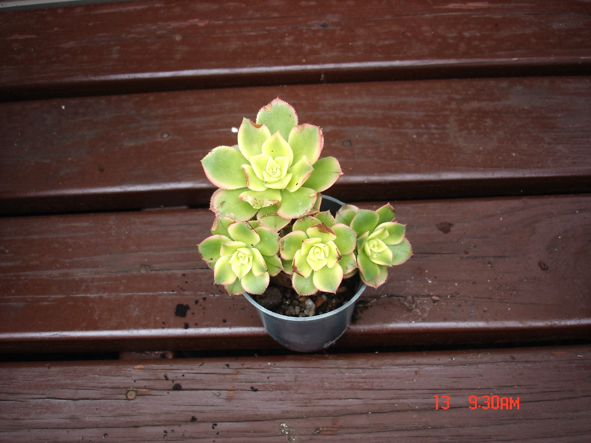 Aeonium Haworthii CV ''tricolor - Etsy Australia