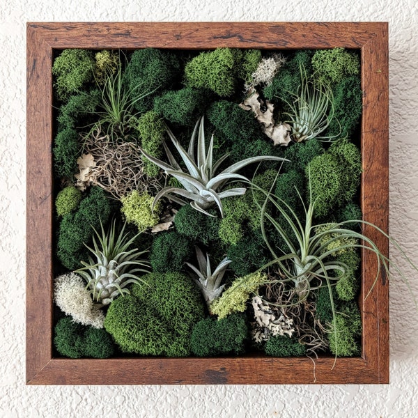Air Plant Frame - Etsy