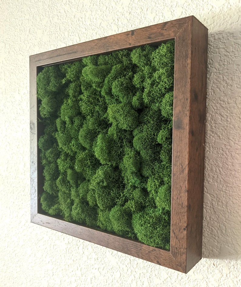 Moss Wall Green Reindeer Moss in a Sturdy Shadowbox 2 Sizes - Etsy