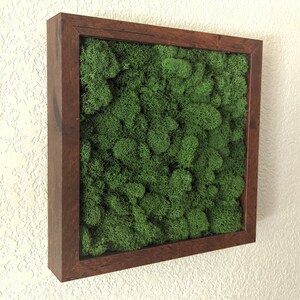 Moss Wall Green Reindeer Moss in a Sturdy Shadowbox 2 Sizes - Etsy