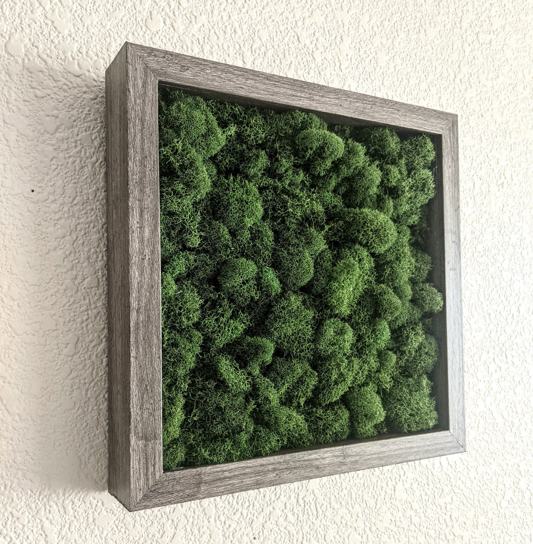 Moss Wall Green Reindeer Moss in a Sturdy Shadowbox 2 Sizes - Etsy