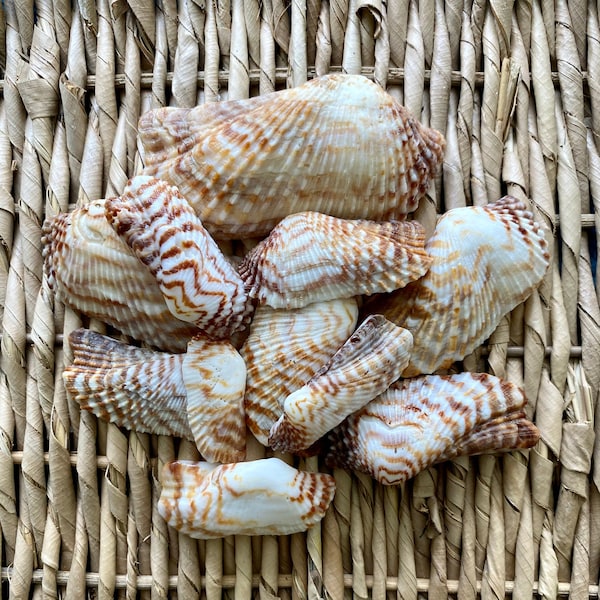 Turkey Wing Shells - Etsy
