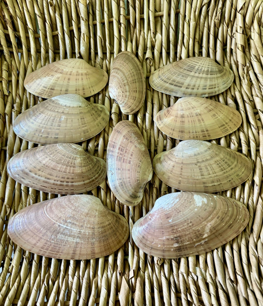 10 Sunray Venus Clam Shell Singles, Sanibel Shells - Etsy