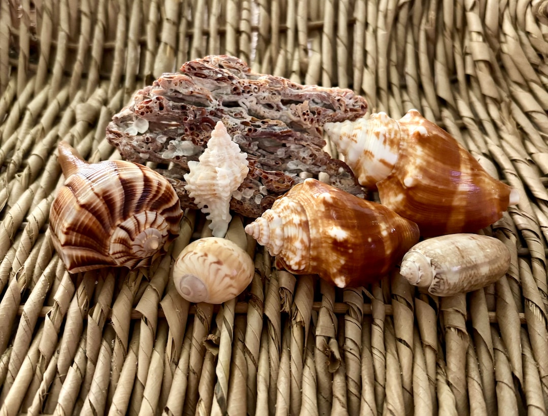 7 SWFL Common Seashells, Sanibel Shells, Florida Shells - Etsy