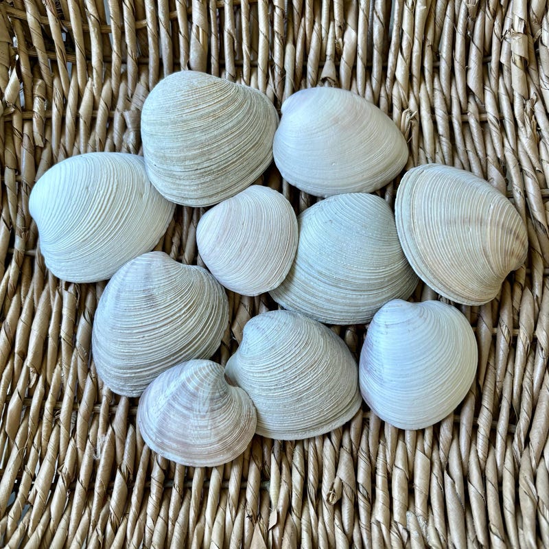 Quahog Shell - Etsy