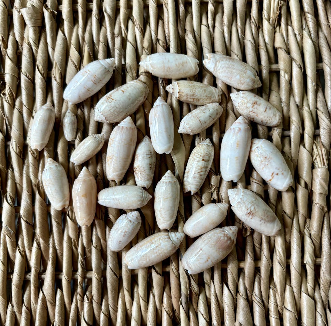 25 Small Lettered Olive Shells, Sea Shells, Florida Sea Shells, Sanibel ...
