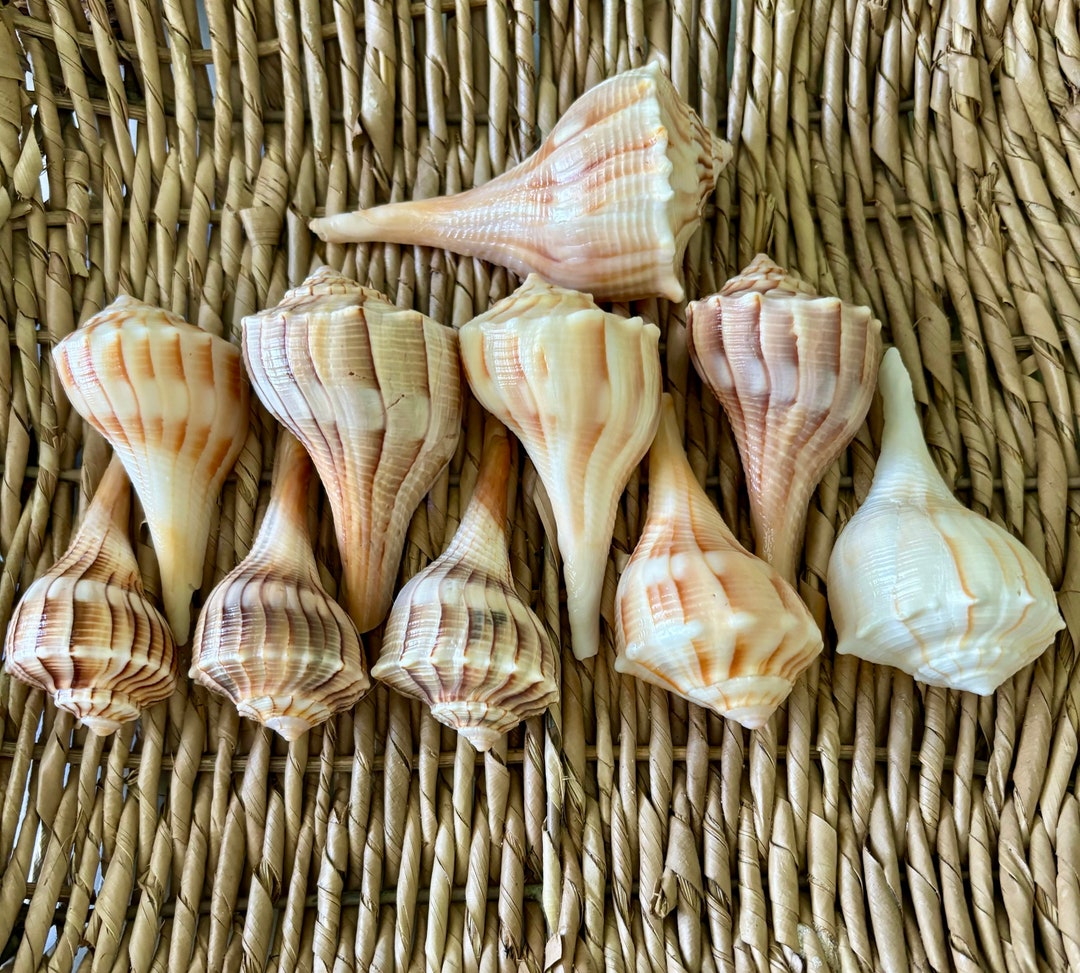 10, 2.75 4 Inch Lightning Whelk Shells, Sea Shells, Florida Sea Shells ...