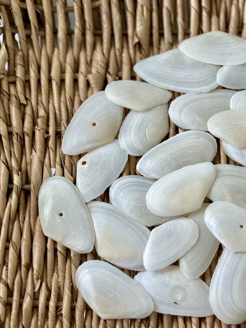 30 Alternate Tellin Shells, Tellin Shells, Sanibel Shells, Florida ...