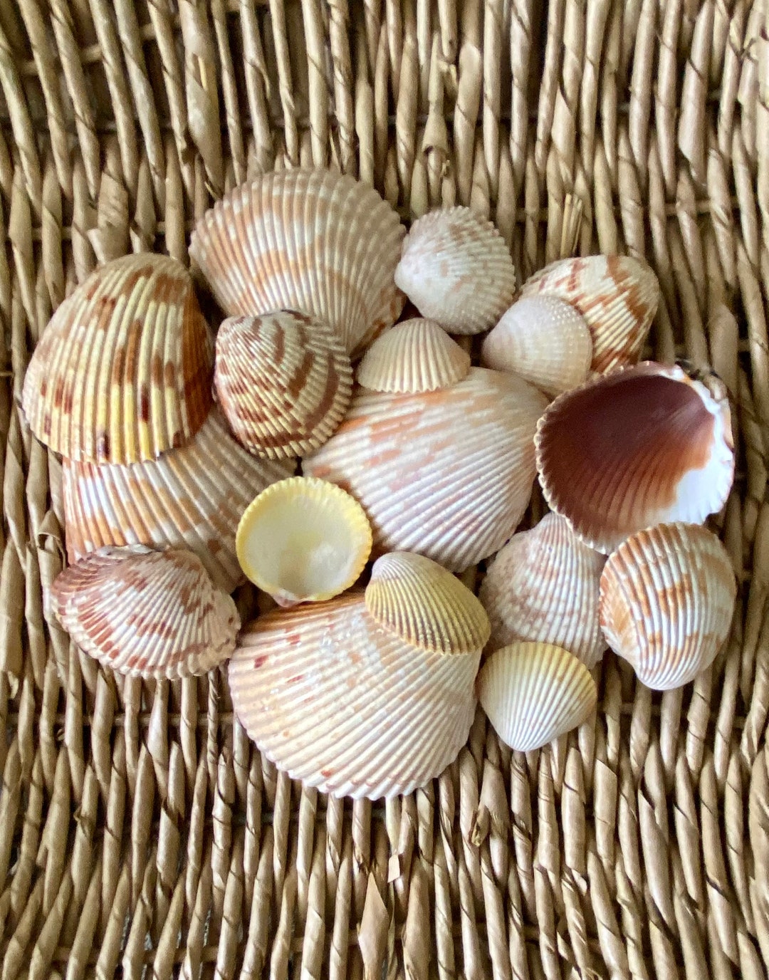 10+ Cockle Sea Shells, Florida Cockle Sea Shells, Sea Shells, Sanibel ...
