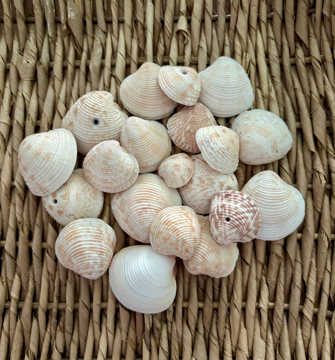 25+ Lady-in-waiting Venus Clam Shells, Sea Shells, Sanibel Sea Shells ...