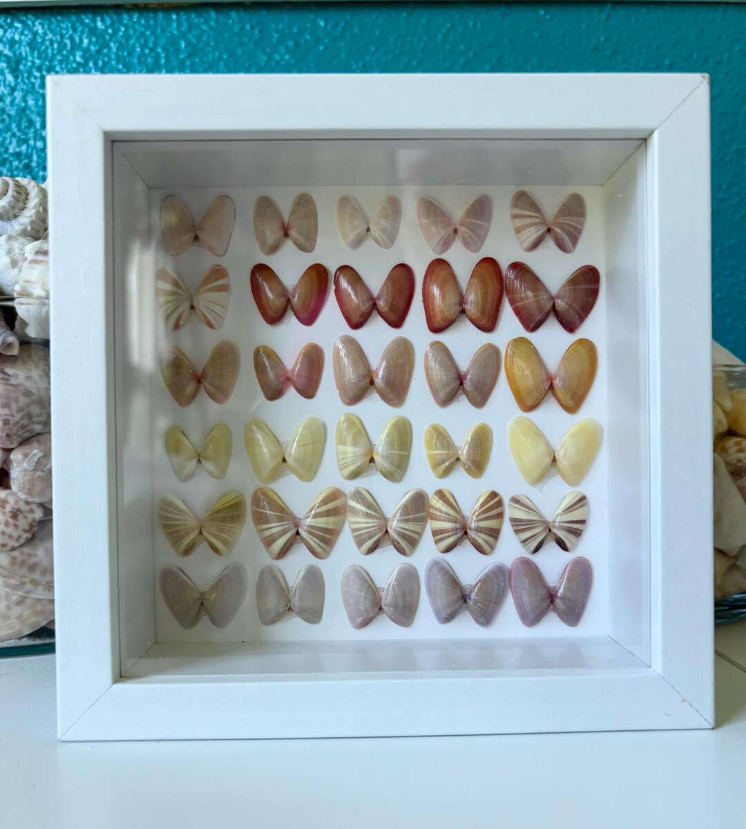 Framed Coquina Shells, Sanibel Seashells, Florida Seashells - Etsy