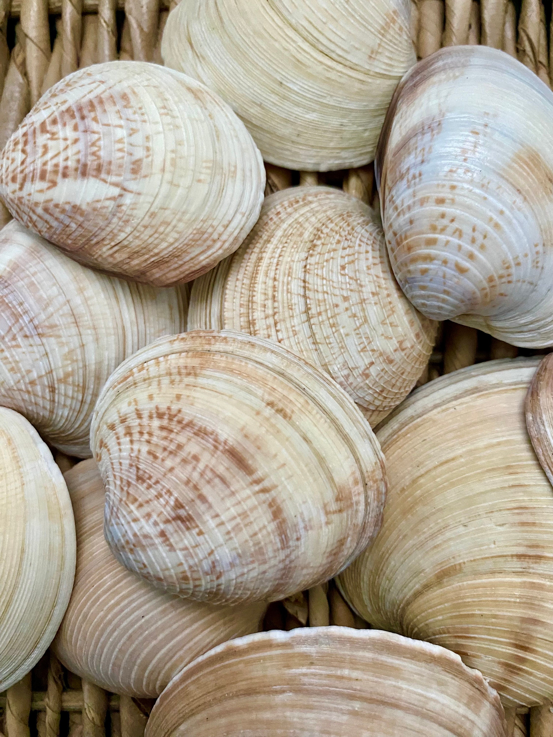 10 Quahog Clam Shells Sea Shells Florida Sea Shells Sanibel - Etsy