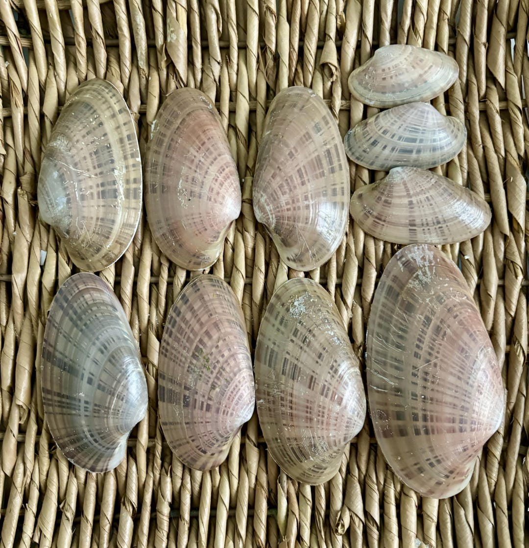 10 Sunray Venus Clam Shell Singles, Sanibel Shells, Florida Shells ...