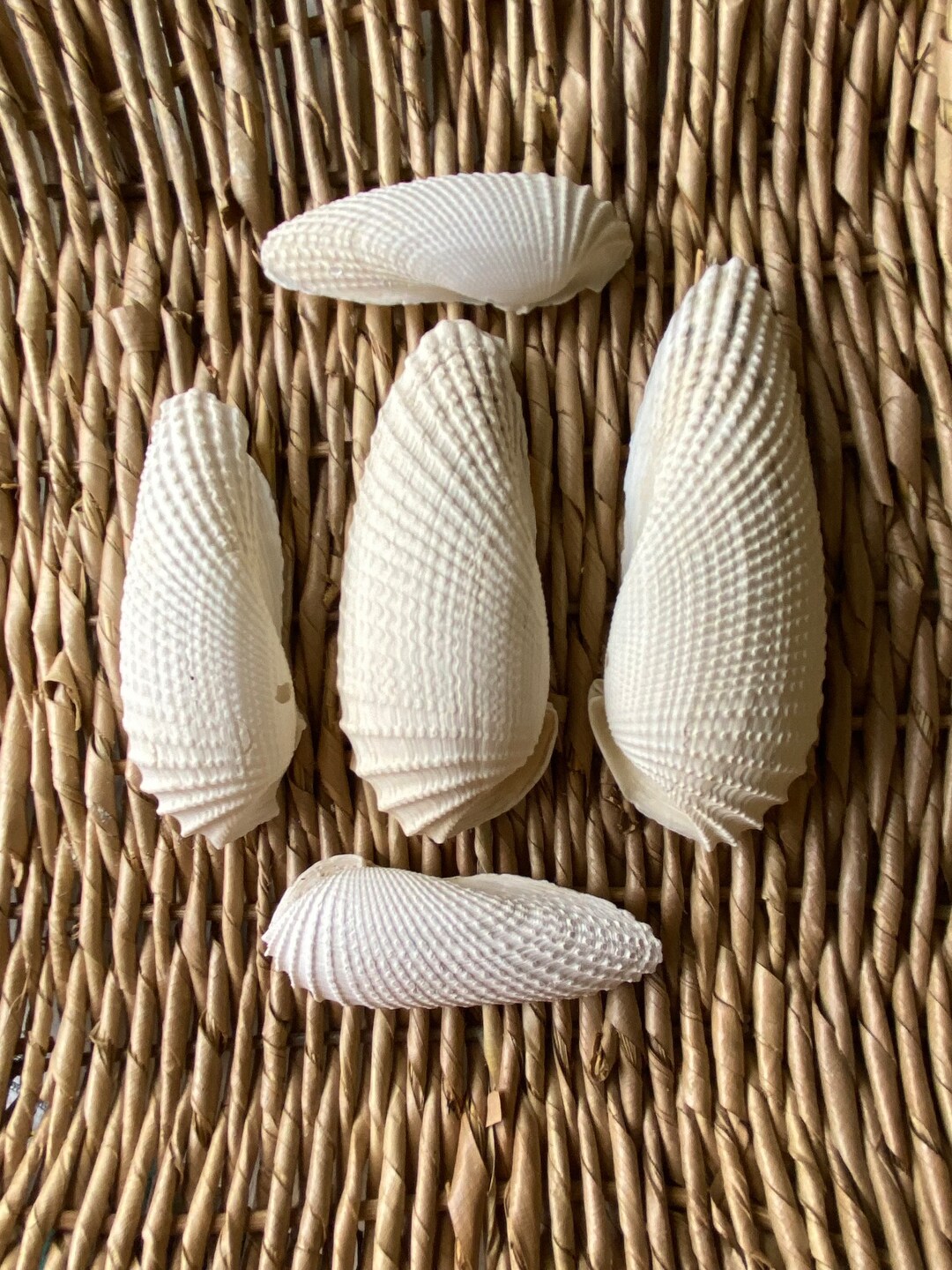 5 Angel Wing Shells, Sanibel Shells, Florida Shells - Etsy