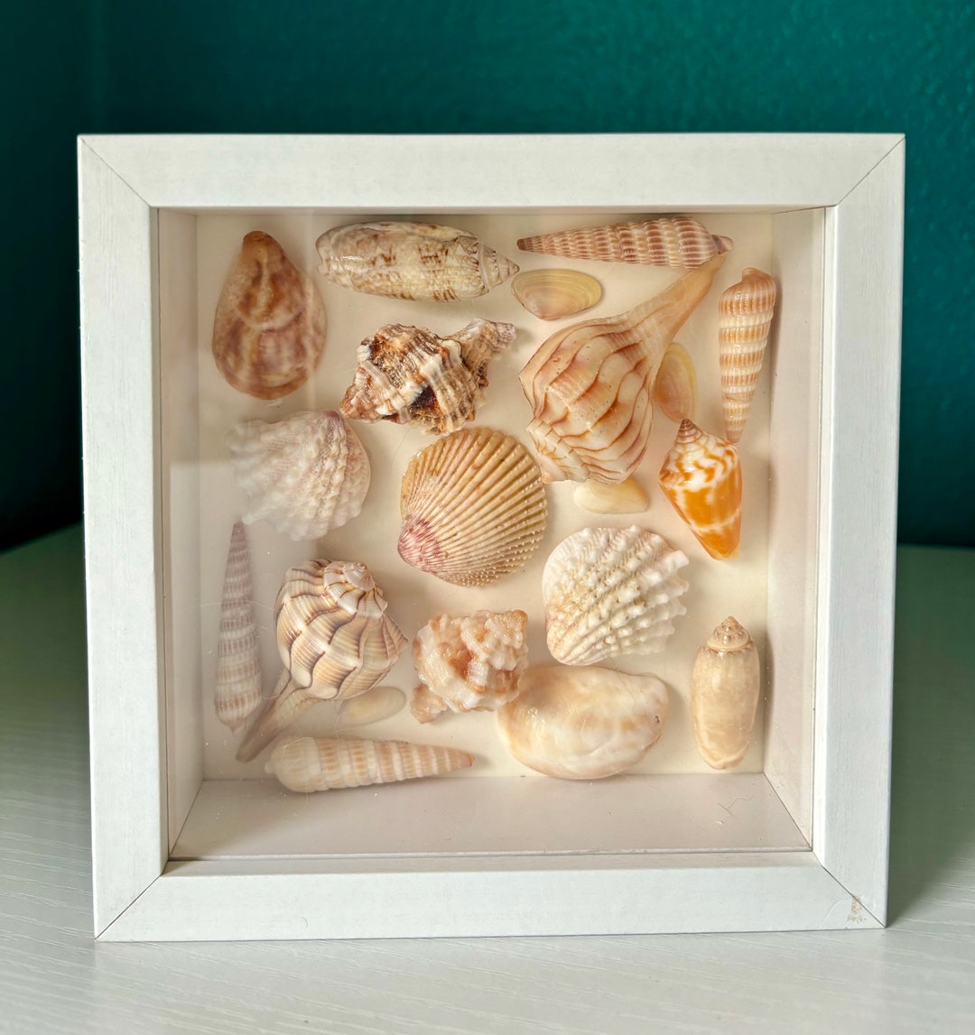Framed Shells, Sanibel Seashells, Florida Seashells - Etsy