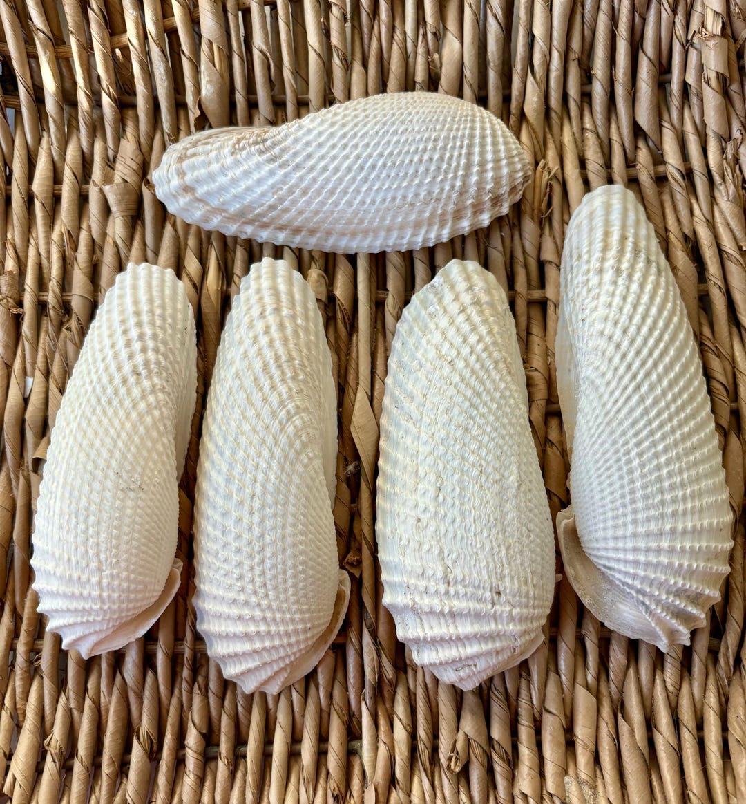 5 Angel Wing Shells, Sanibel Shells, Florida Shells, Craft Shells - Etsy