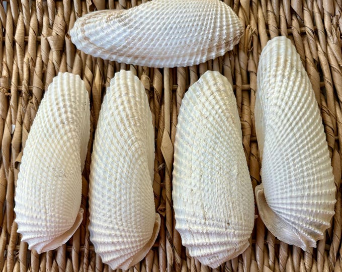 5 Angel Wing Shells, Sanibel Shells, Florida Shells, Craft Shells - Etsy