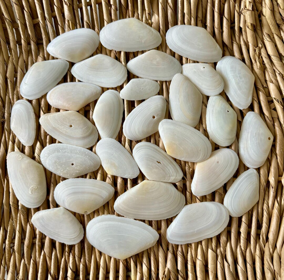 30 Alternate Tellin Shells, Tellin Shells, Sanibel Shells, Florida ...