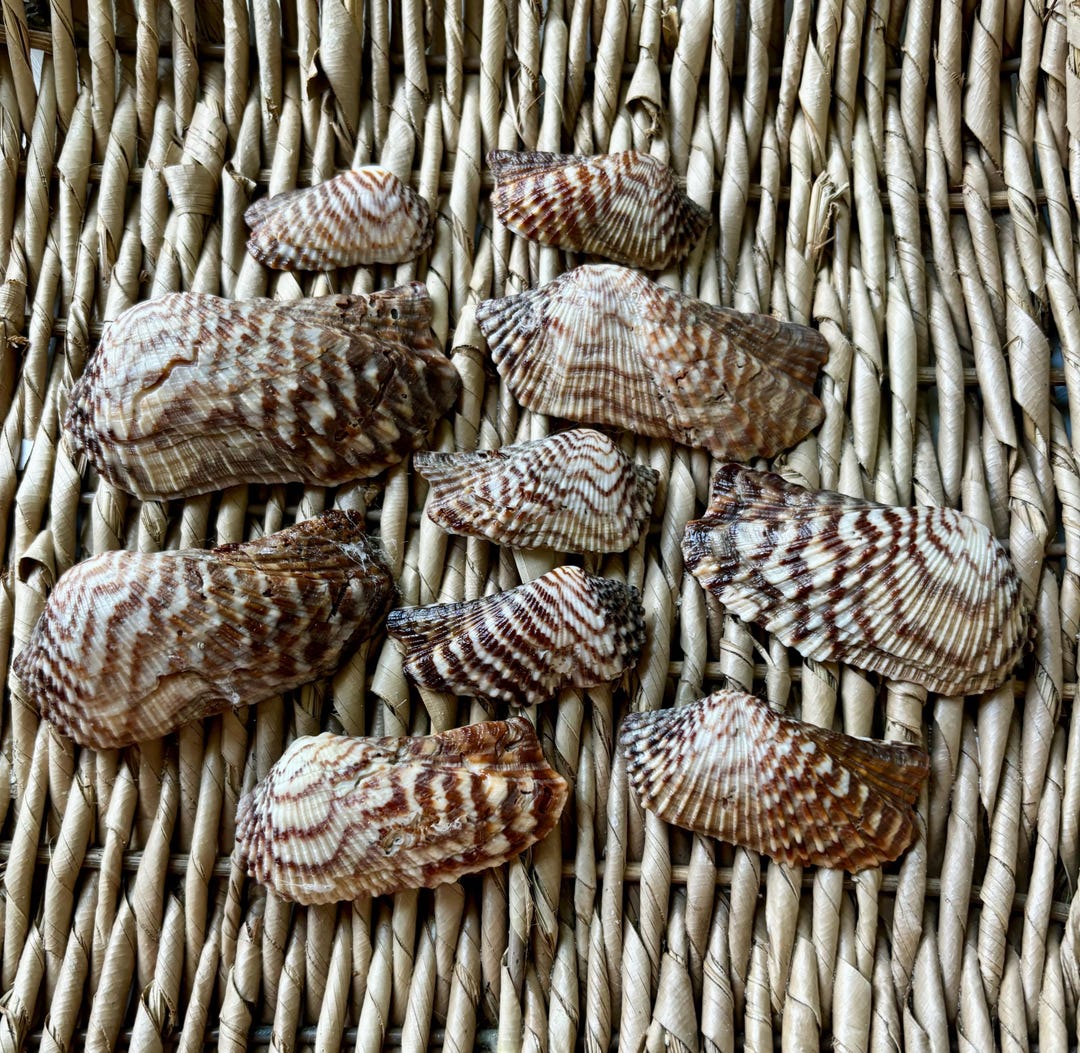 10 Turkey Wing Shells, Florida Shells, Sanibel Shells, Craft Shells - Etsy