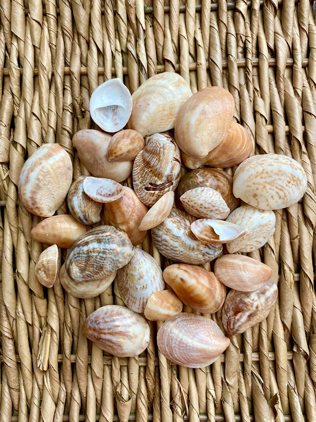 Slipper Shells, Sanibel Shells, Florida Shells - Etsy