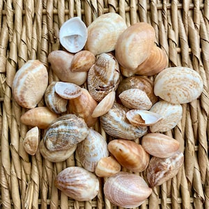 25+ Slipper Shells, Sanibel Shells, Florida Shells, Craft Shells - Etsy