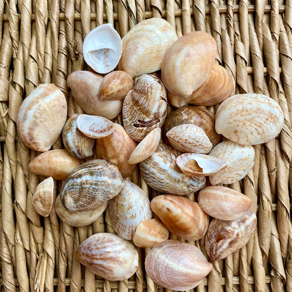 Slipper Shell - Etsy