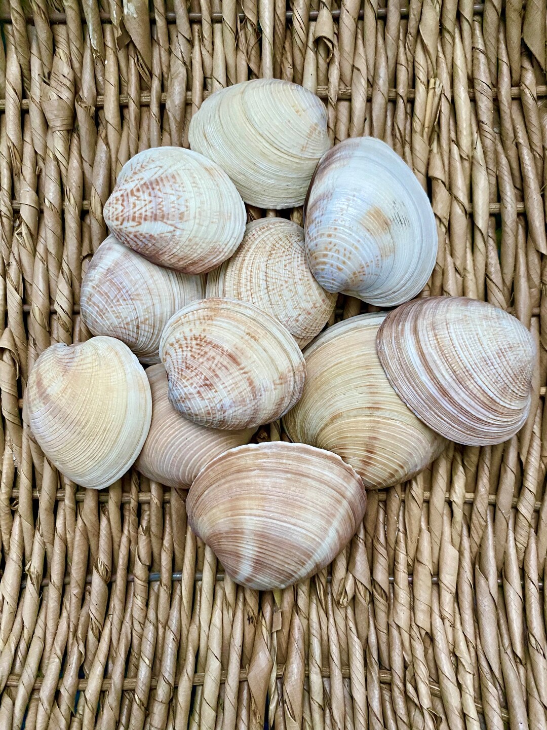 10 Quahog Clam Shells, Sea Shells, Florida Sea Shells, Sanibel Sea ...