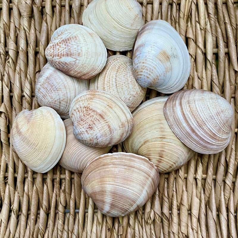 Quahog Shell - Etsy