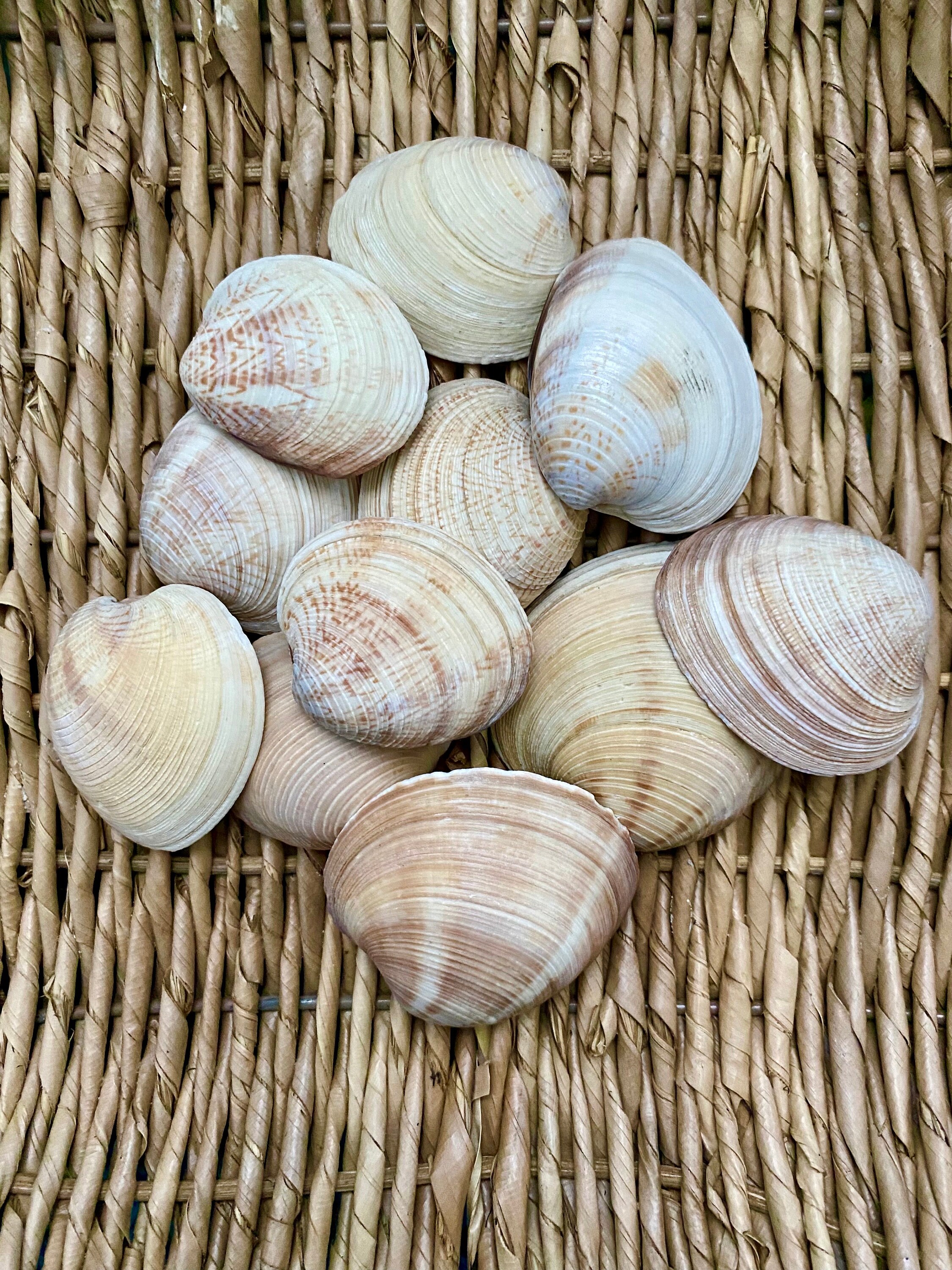 10 Quahog Clam Shells Sea Shells Florida Sea Shells Sanibel - Etsy