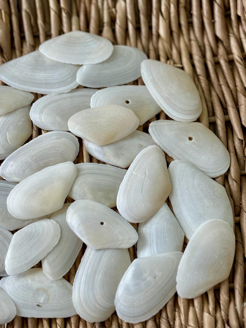 30 Alternate Tellin Shells, Tellin Shells, Sanibel Shells, Florida ...